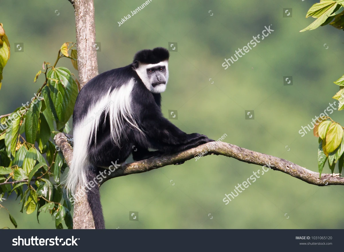 Colobus | Animal Simulator Wiki | Fandom