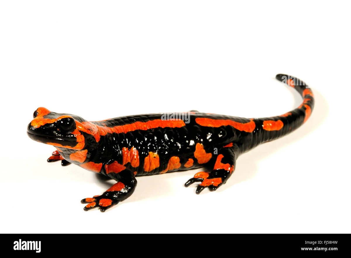 Fire salamander | Animal Simulator Wiki | Fandom