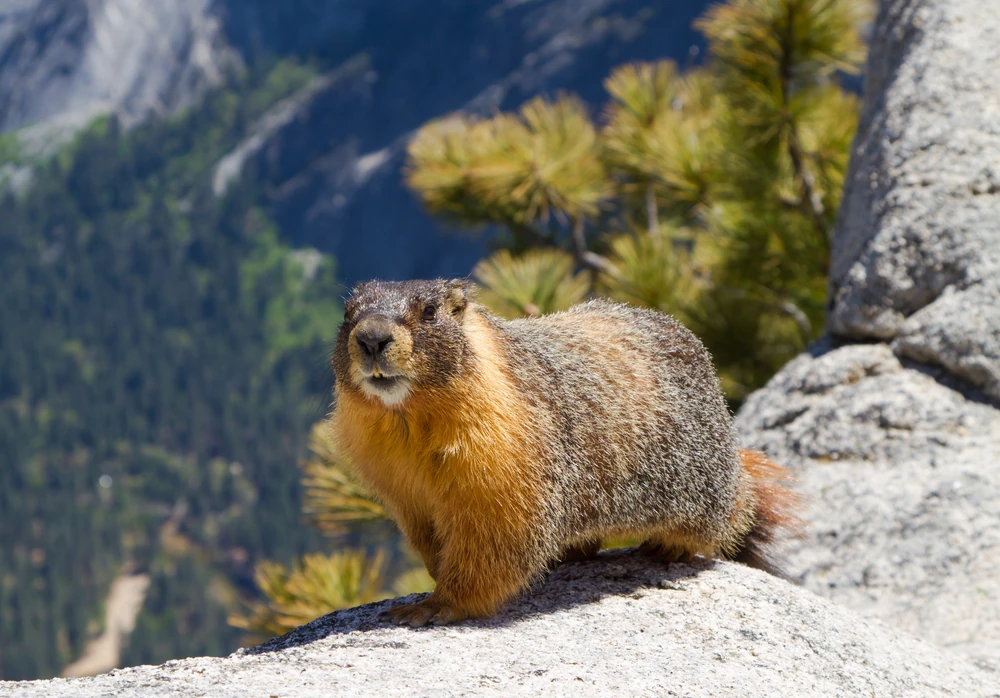 Marmot (enemy) | Animal Simulator Wiki | Fandom
