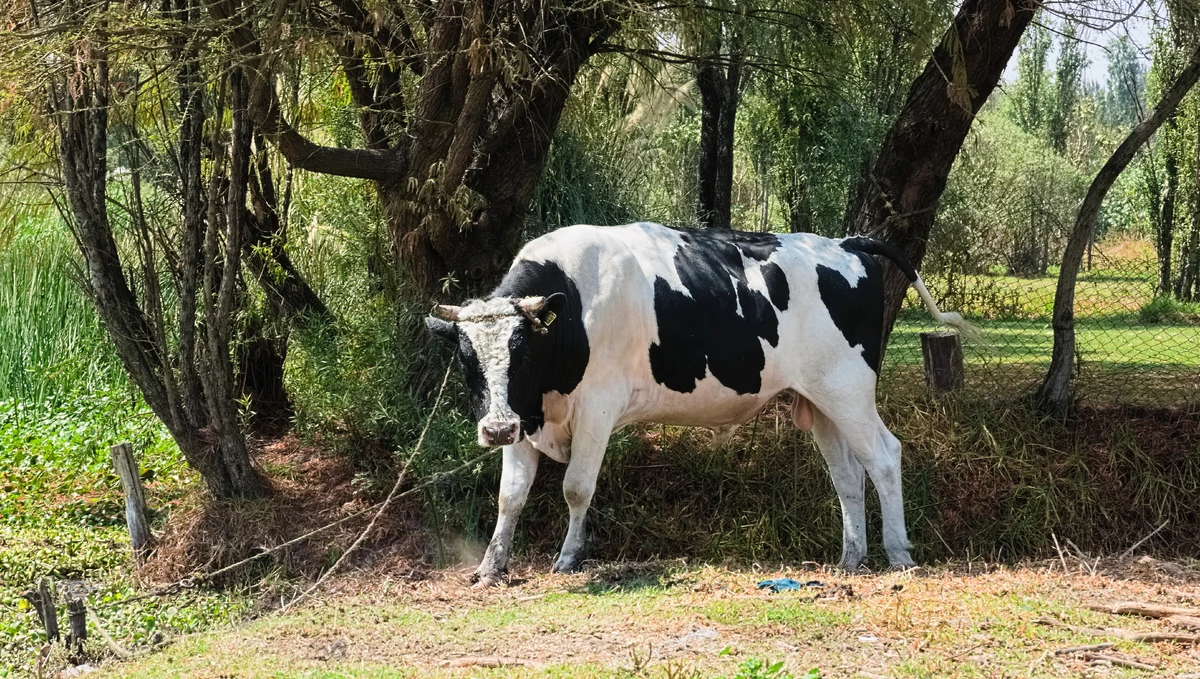 Cattle (enemy) | Animal Simulator Wiki | Fandom