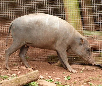 Babirusa | Animal Simulator Wiki | Fandom