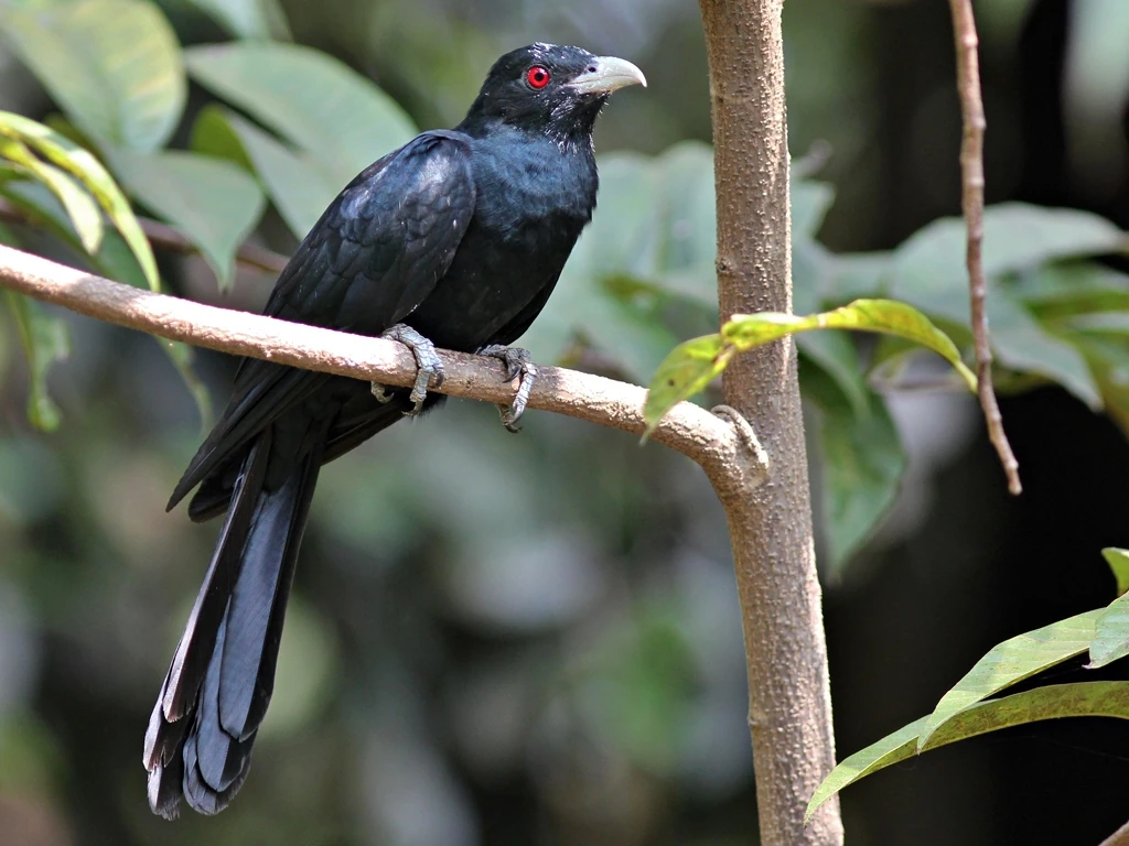 Koel | Animal Simulator Wiki | Fandom