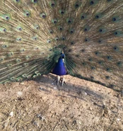 Peafowl (playable animal) | Animal Simulator Wiki | Fandom