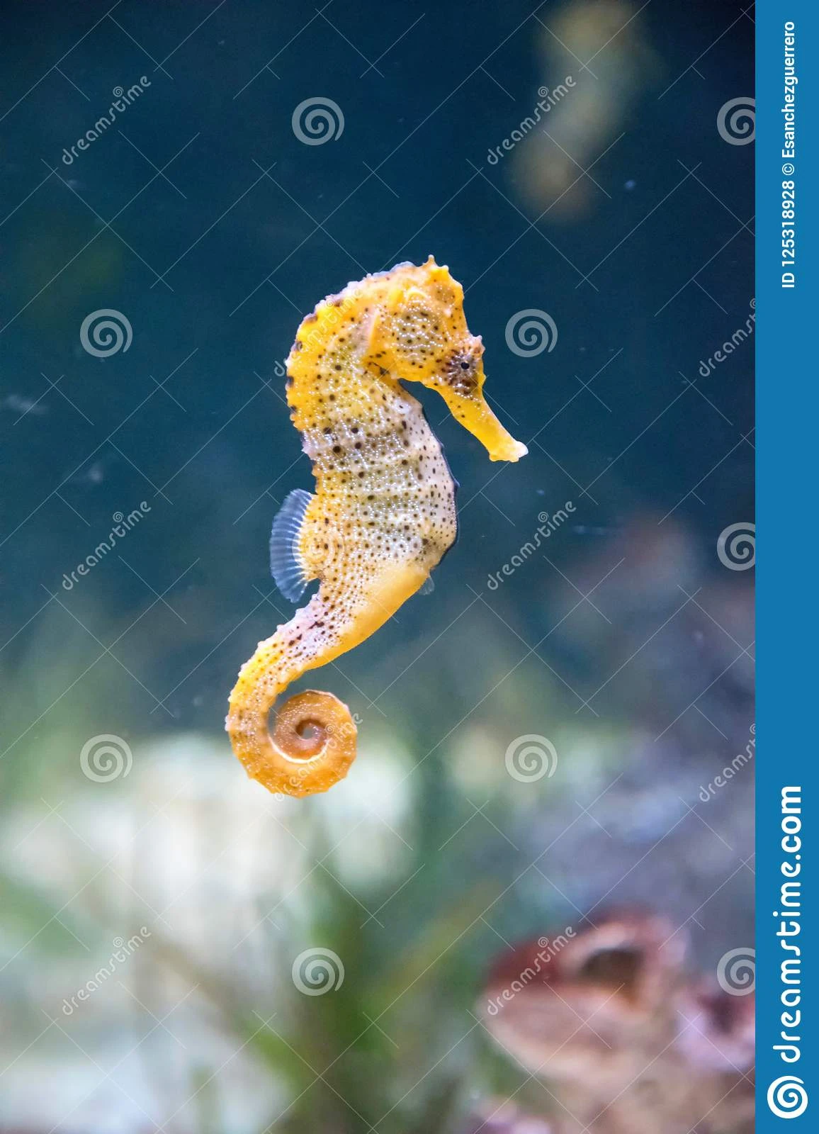 Seahorse (enemy) | Animal Simulator Wiki | Fandom