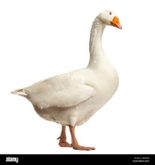Goose (playable animal) | Animal Simulator Wiki | Fandom