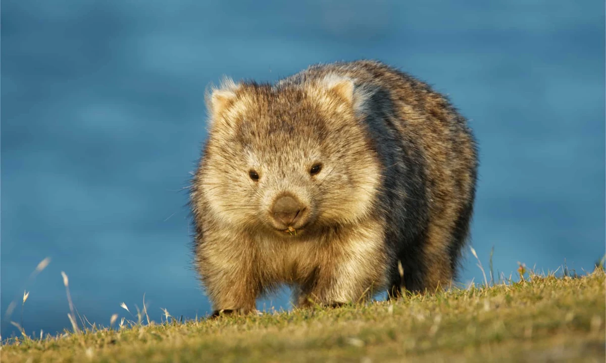 Wombat | Animal Simulator Wiki | Fandom