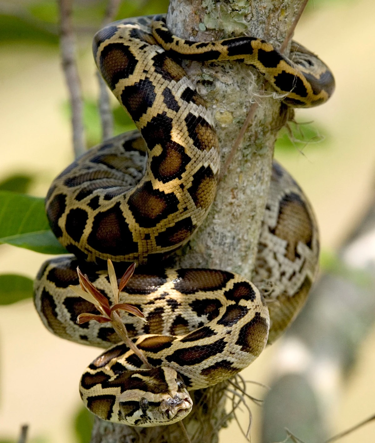 Python | Animal Simulator Wiki | Fandom