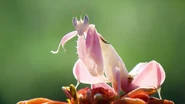 Mantis (transformation) | Animal Simulator Wiki | Fandom