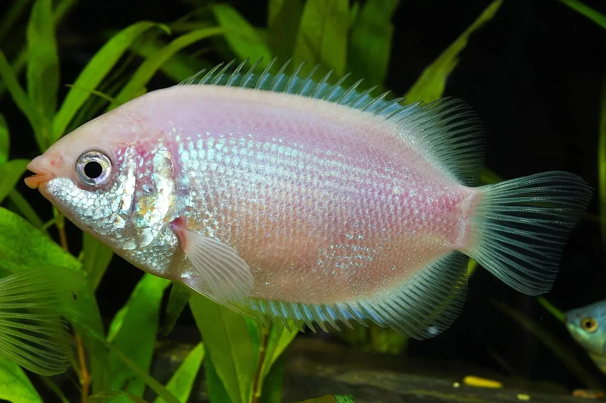 Gourami | Animal Simulator Wiki | Fandom