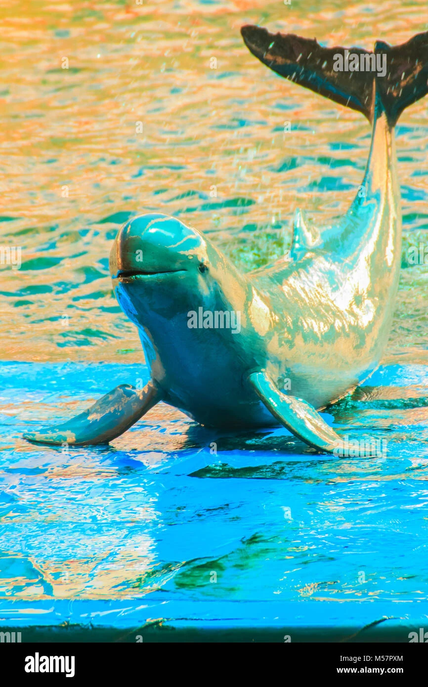 Irrawaddy dolphin | Animal Simulator Wiki | Fandom