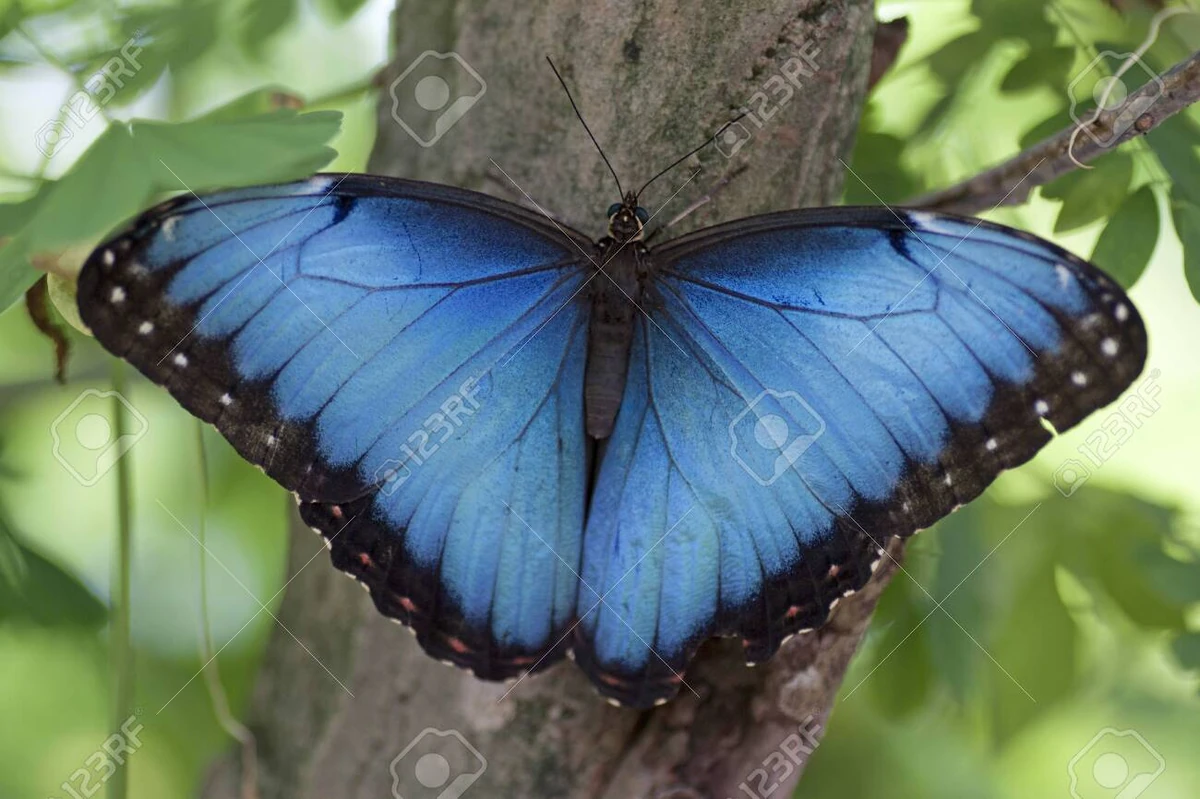 Morpho | Animal Simulator Wiki | Fandom
