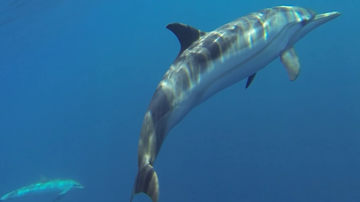 Striped dolphin | Animal Simulator Wiki | Fandom