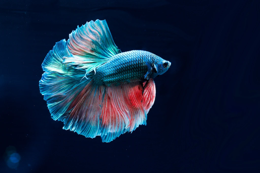 Betta | Animal Simulator Wiki | Fandom