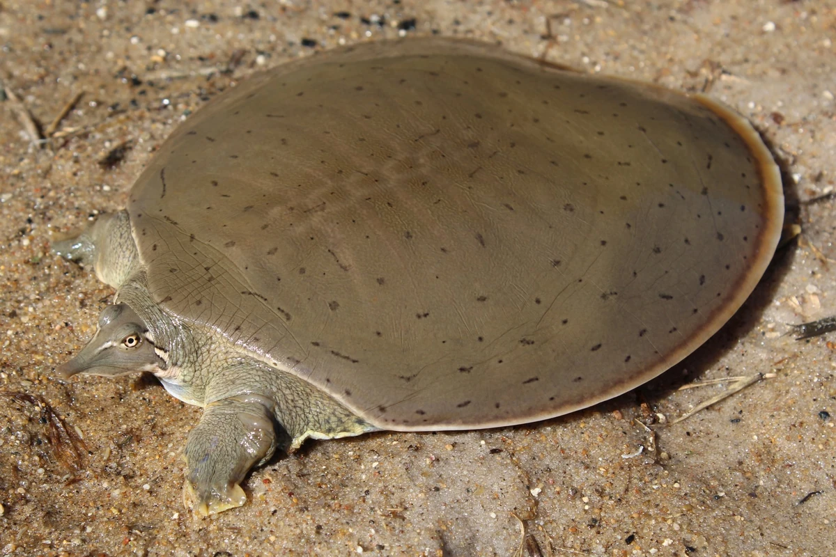 Softshell turtle | Animal Simulator Wiki | Fandom