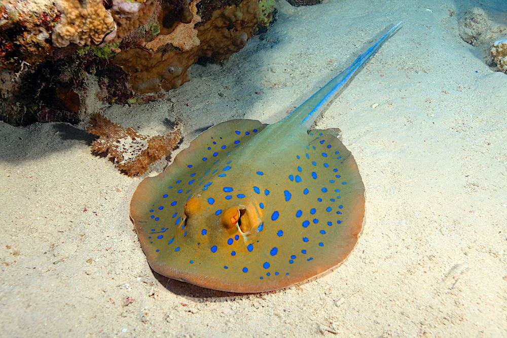 Blue-spotted ribbontail ray | Animal Simulator Wiki | Fandom