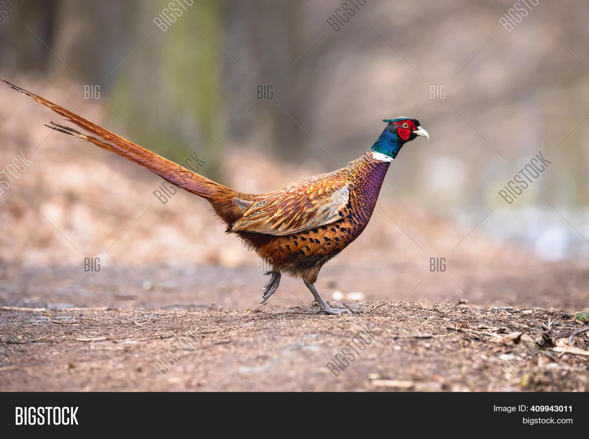 Pheasant (playable animal) | Animal Simulator Wiki | Fandom