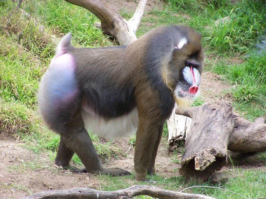 Mandrill | Animal Simulator Wiki | Fandom