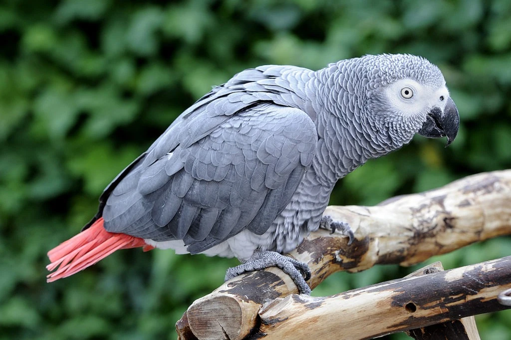 African gray parrot | Animal Simulator Wiki | Fandom