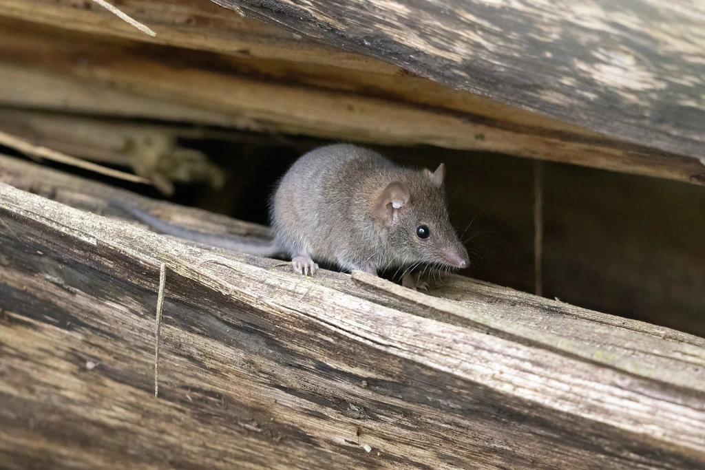 Antechinus | Animal Simulator Wiki | Fandom