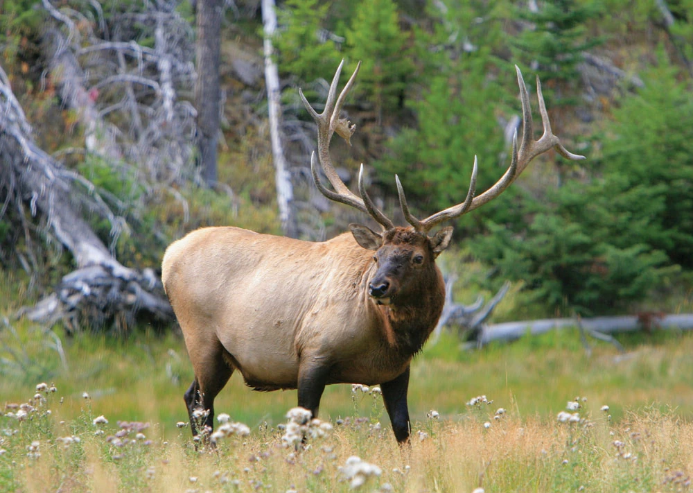 Elk | Animal Simulator Wiki | Fandom
