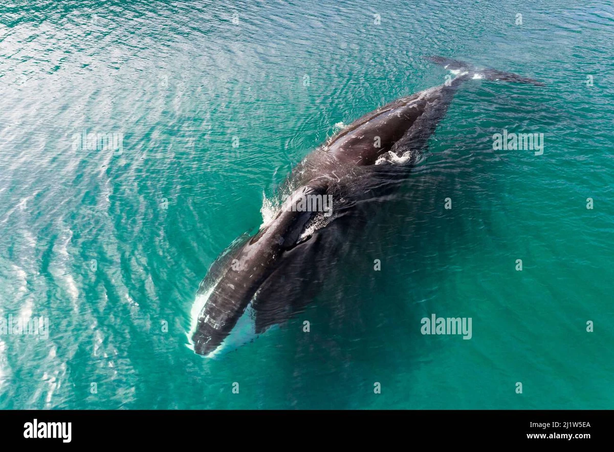 Bowhead whale | Animal Simulator Wiki | Fandom