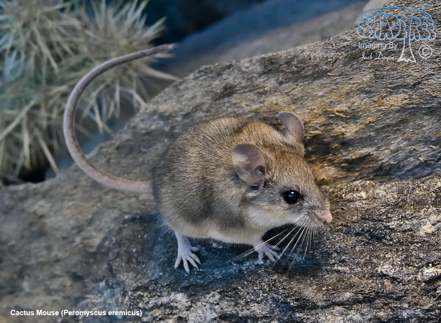 Cactus mouse | Animal Simulator Wiki | Fandom