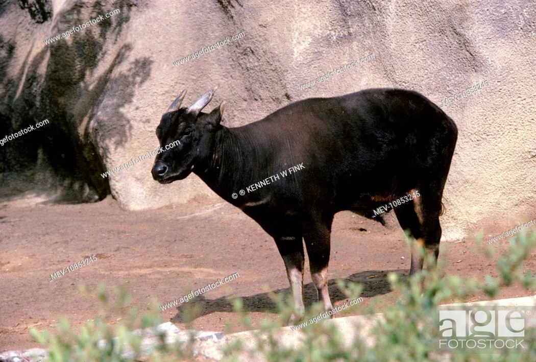 Anoa | Animal Simulator Wiki | Fandom