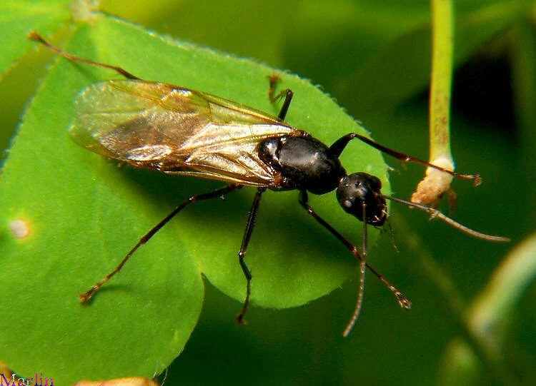 Ant (transformation) | Animal Simulator Wiki | Fandom