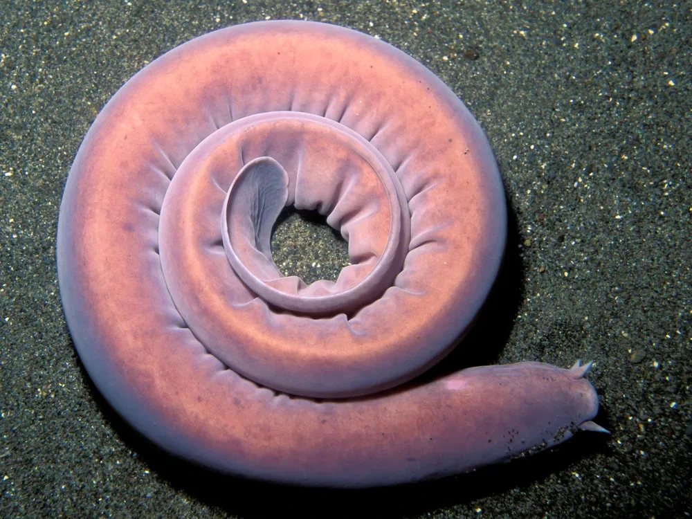 Hagfish | Animal Simulator Wiki | Fandom