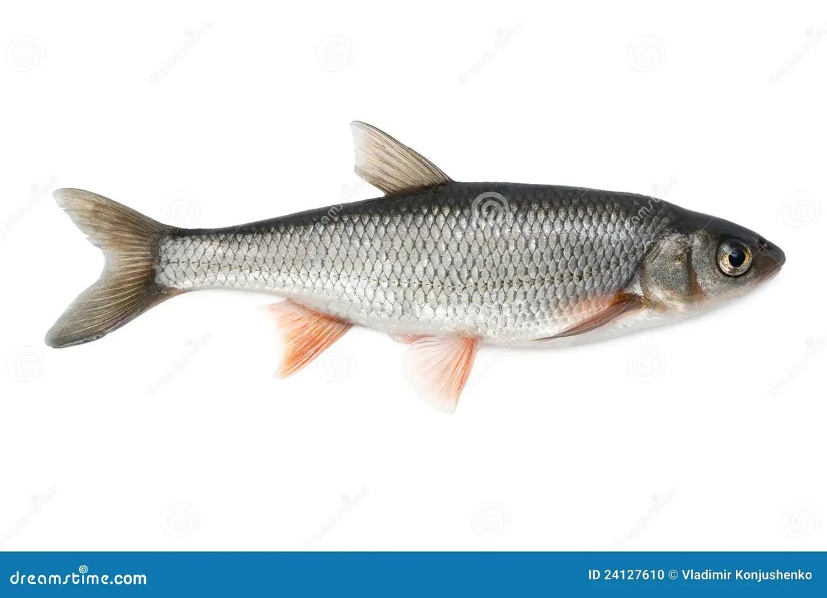 Dace | Animal Simulator Wiki | Fandom