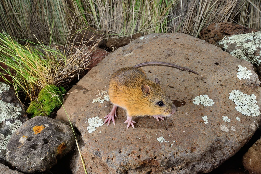 Jumping mouse | Animal Simulator Wiki | Fandom