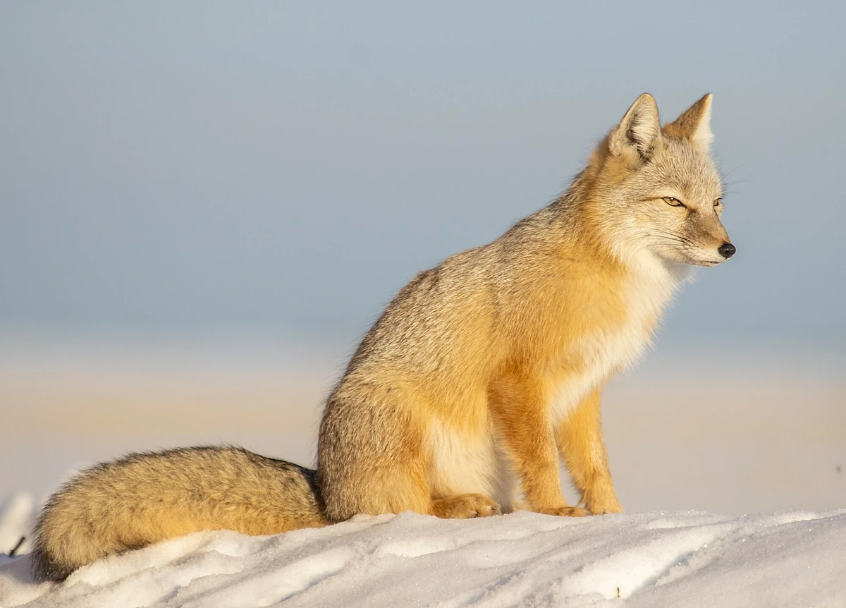 Corsac fox | Animal Simulator Wiki | Fandom