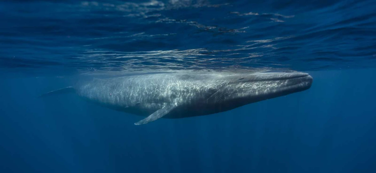 Whale (enemy) | Animal Simulator Wiki | Fandom