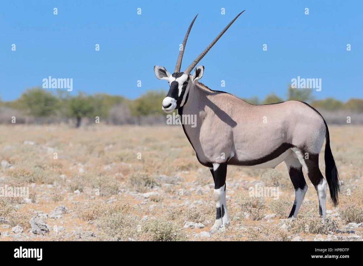 Gemsbok | Animal Simulator Wiki | Fandom
