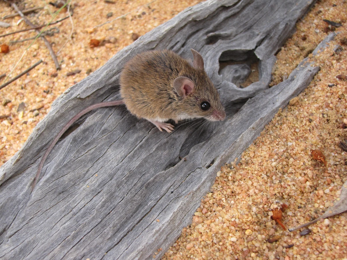 Pilliga mouse | Animal Simulator Wiki | Fandom