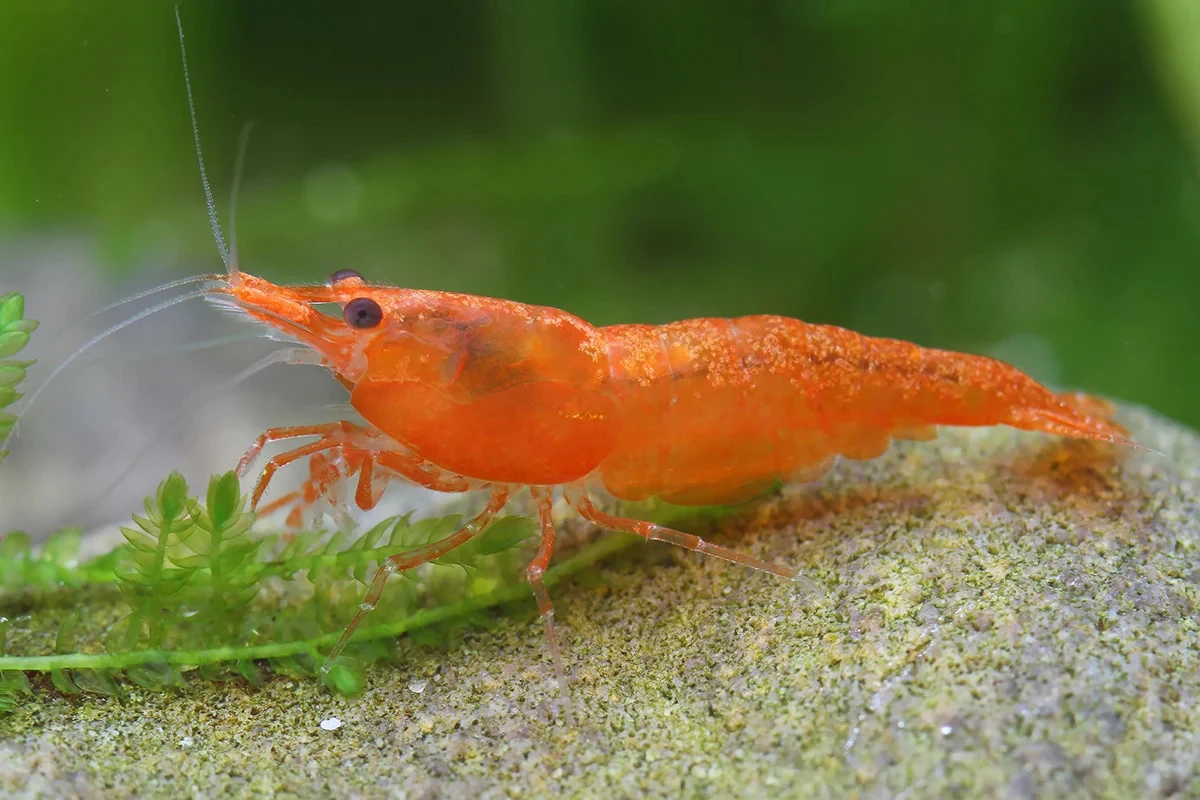 Sakura shrimp | Animal Simulator Wiki | Fandom