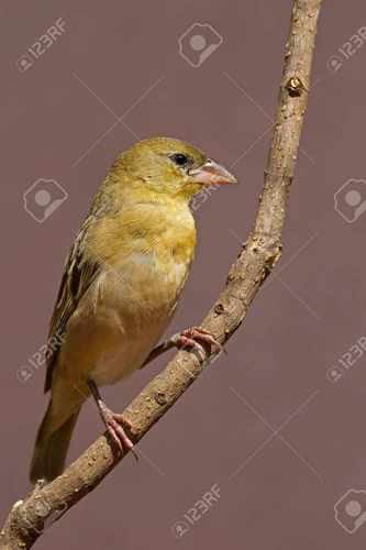 Weaver | Animal Simulator Wiki | Fandom