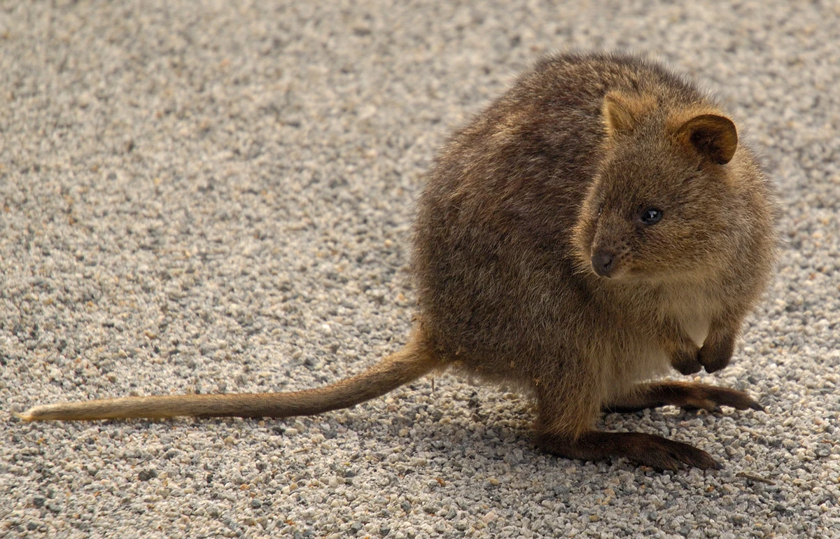 Quokka | Animal Simulator Wiki | Fandom