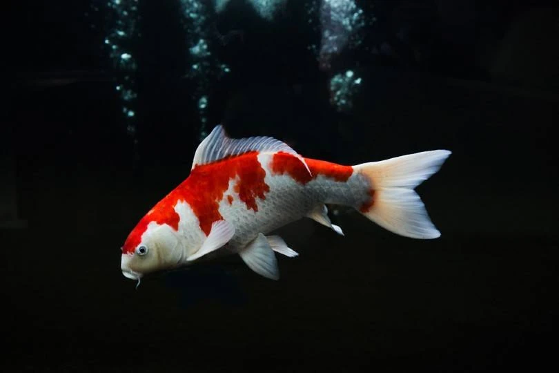 Koi | Animal Simulator Wiki | Fandom