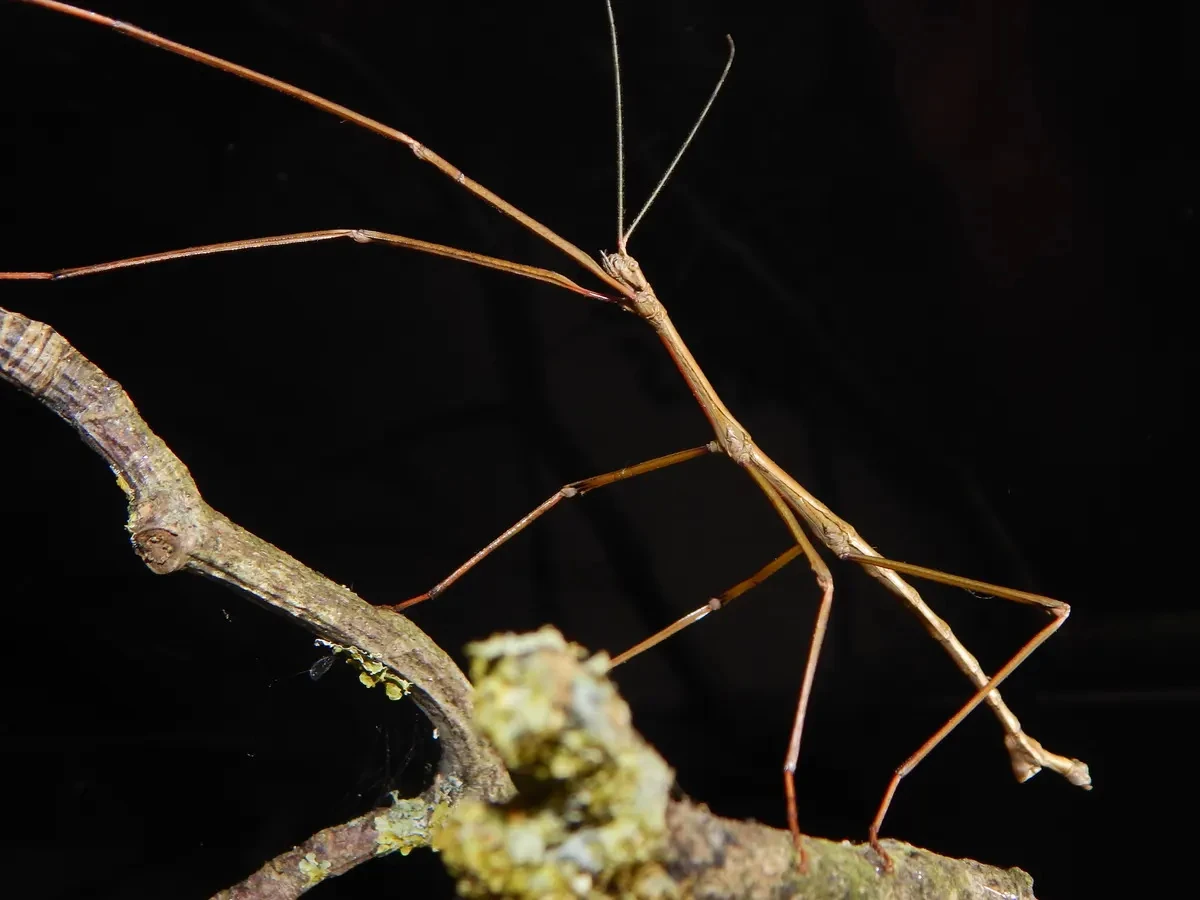 Stick insect (transformation) | Animal Simulator Wiki | Fandom