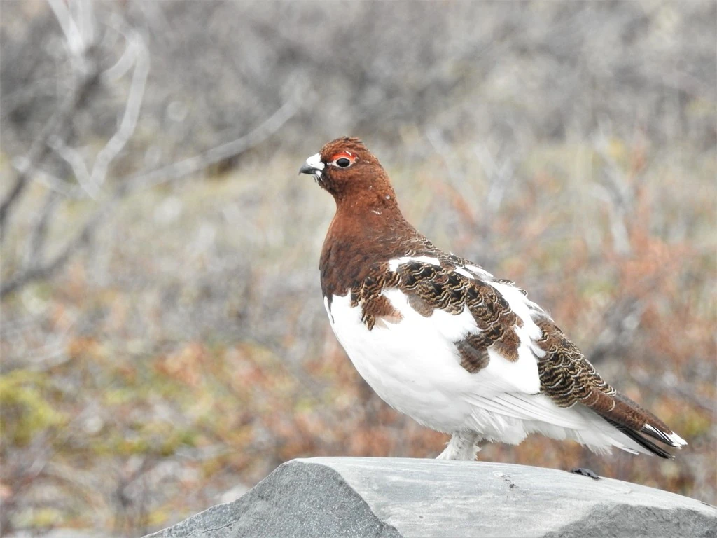 Willow ptarmigan | Animal Simulator Wiki | Fandom