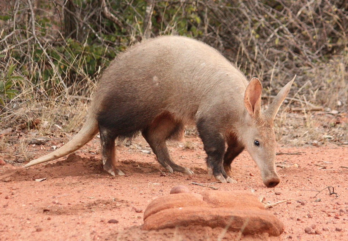 Aardvark (enemy) | Animal Simulator Wiki | Fandom