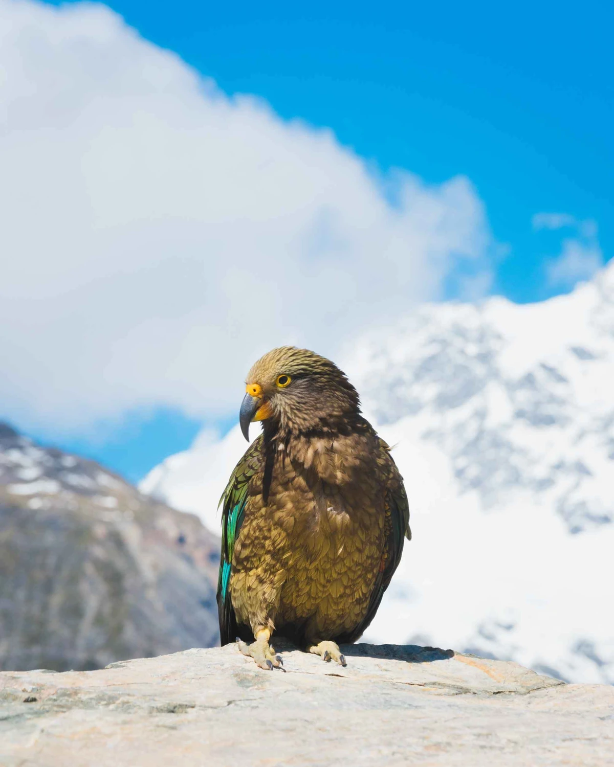 Kea | Animal Simulator Wiki | Fandom