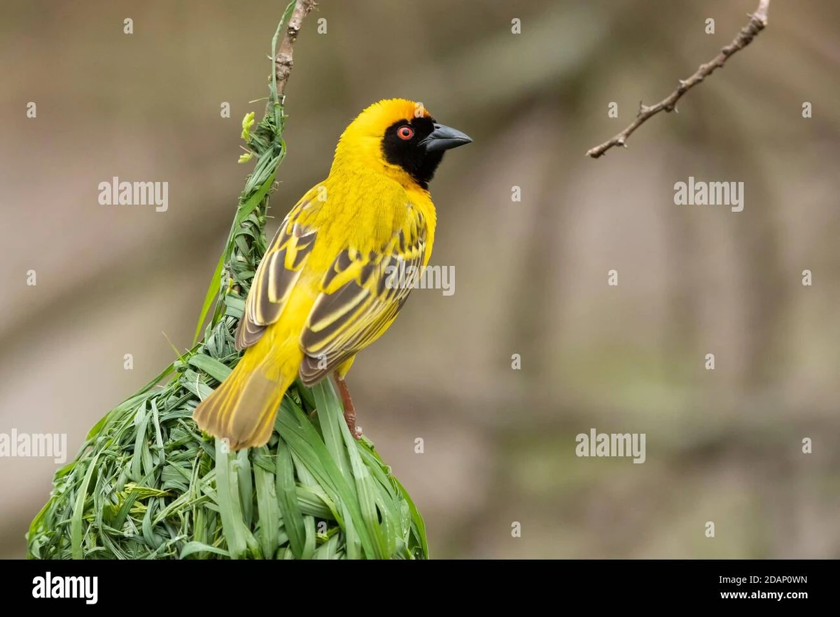 Weaver | Animal Simulator Wiki | Fandom