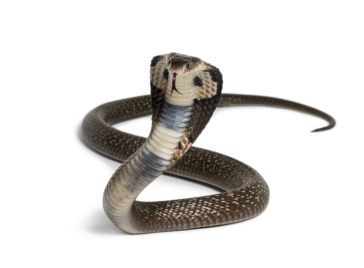 King cobra | Animal Simulator Wiki | Fandom