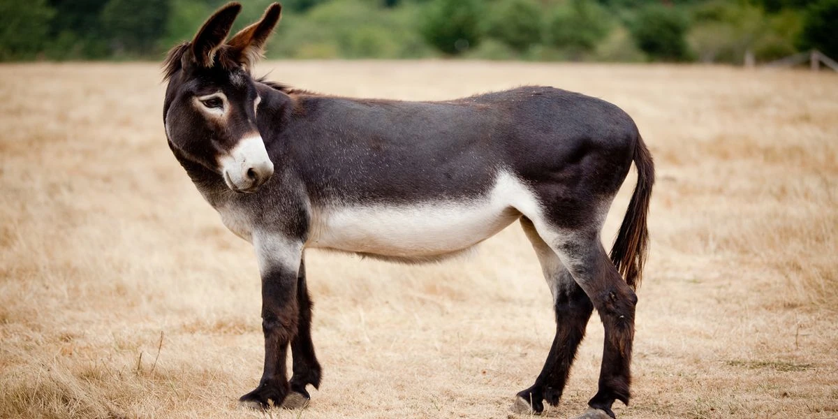 Mule | Animal Simulator Wiki | Fandom