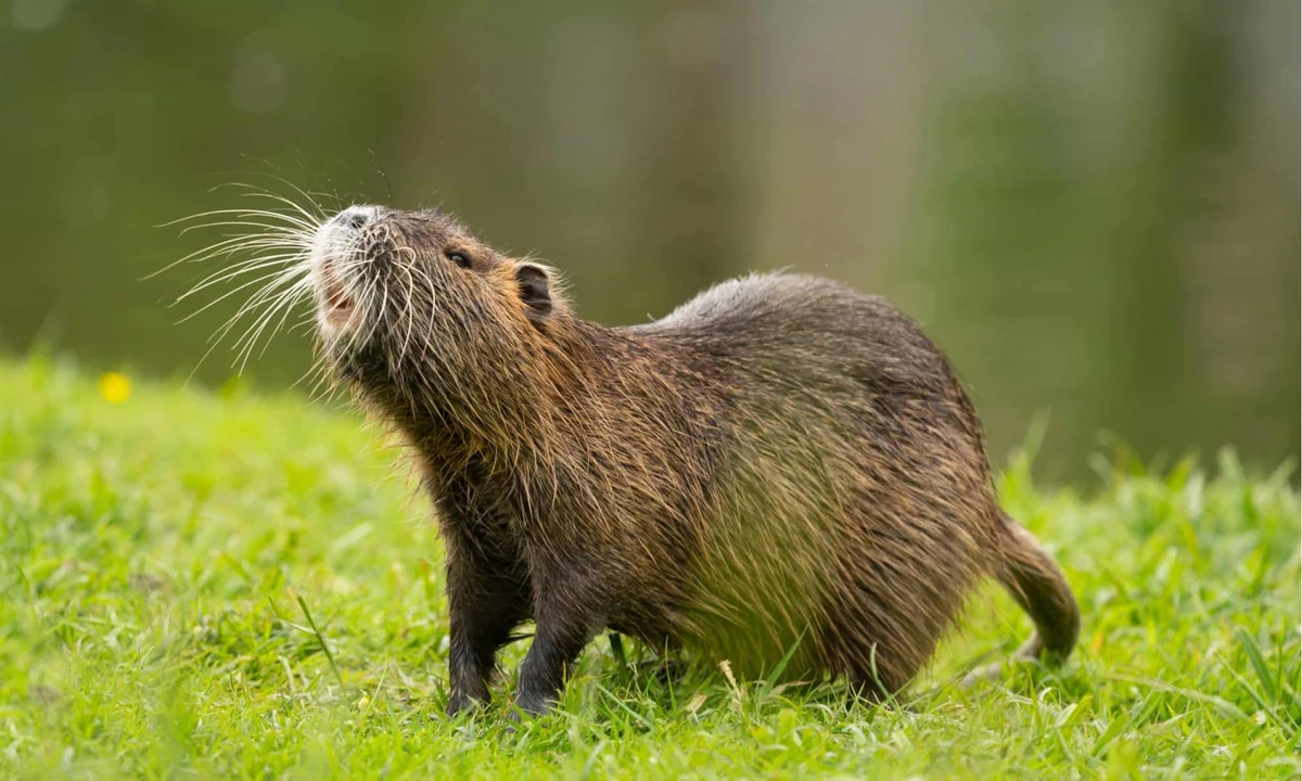Nutria | Animal Simulator Wiki | Fandom