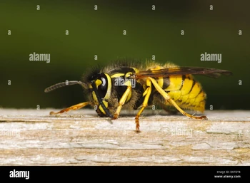 Wasp (transformation) | Animal Simulator Wiki | Fandom