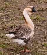 Goose (playable animal) | Animal Simulator Wiki | Fandom