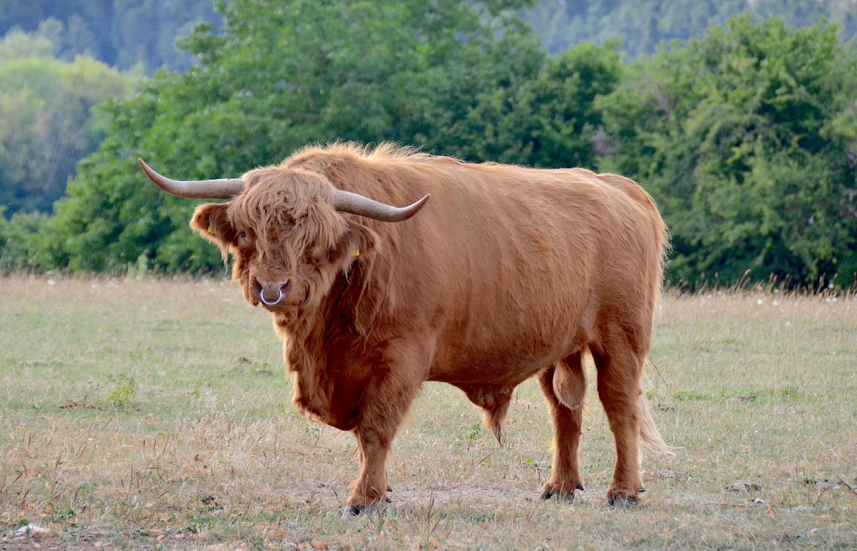 Yak | Animal Simulator Wiki | Fandom